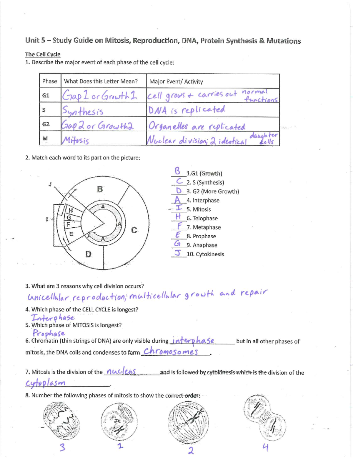 Unit 5 Study Guide Key - cell cycle notes - Unit 5 Study Guide on ...