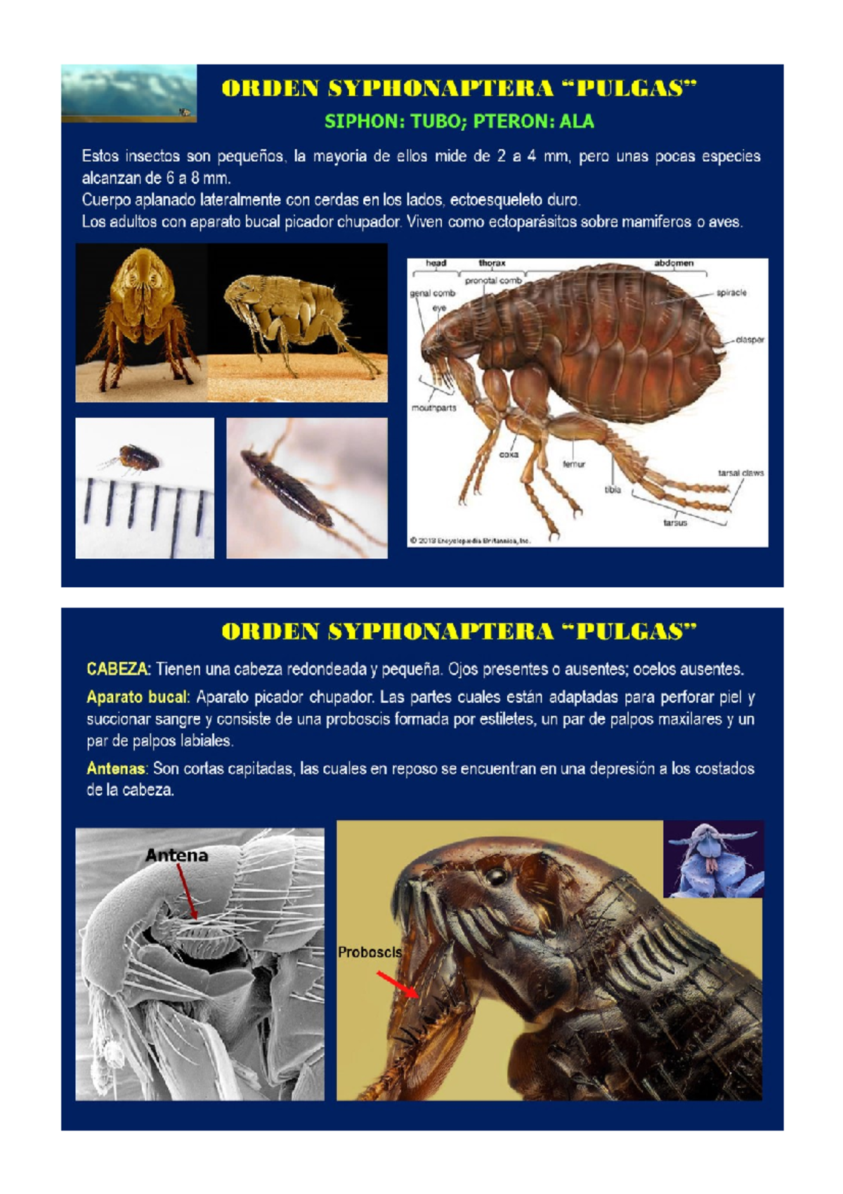 Taxonomía de Siphonaptera y Strepsiptera: Insectos Parásitos - Studocu
