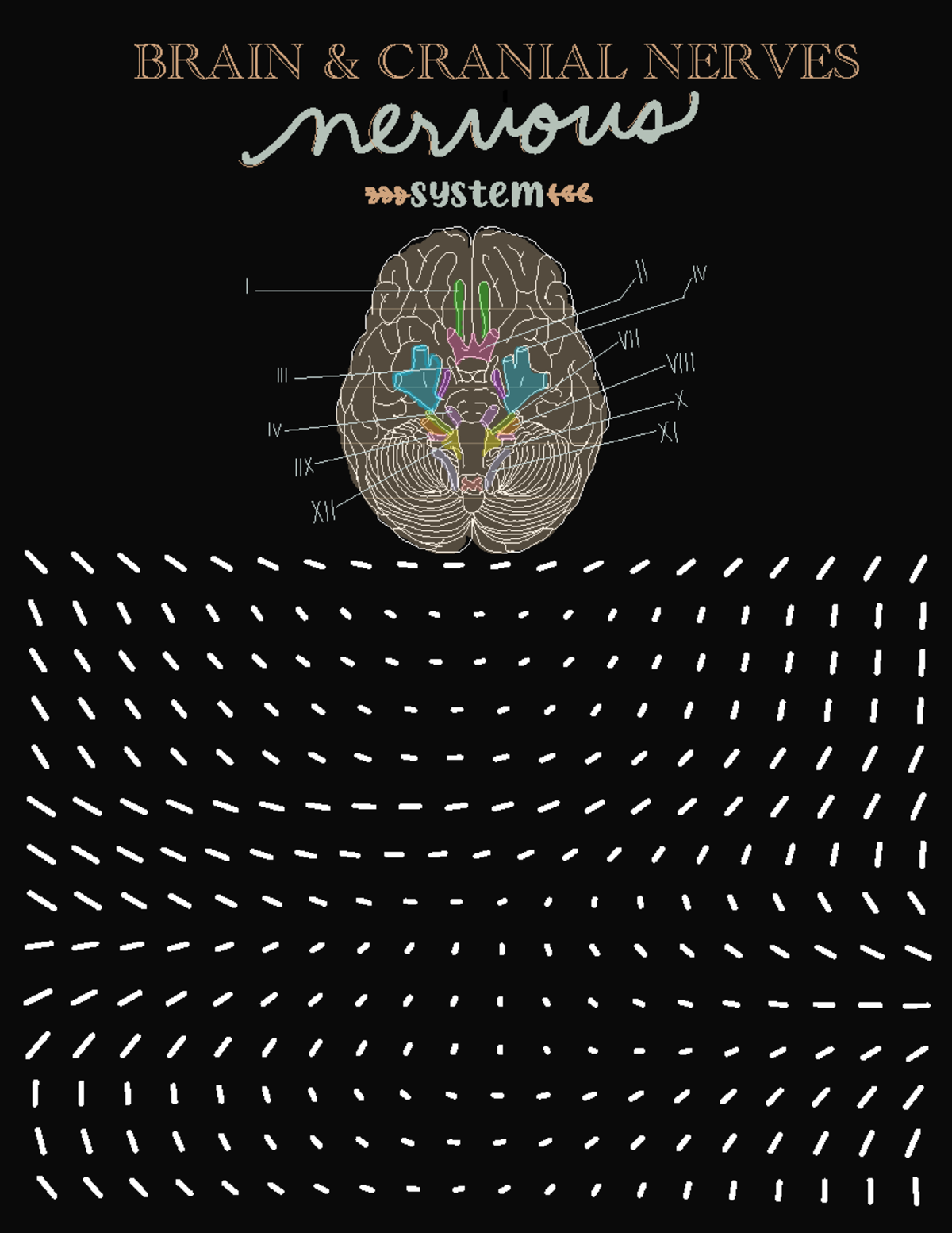 Chapter 13: Nervous System Overview - Brain & Cranial Nerves Insights ...