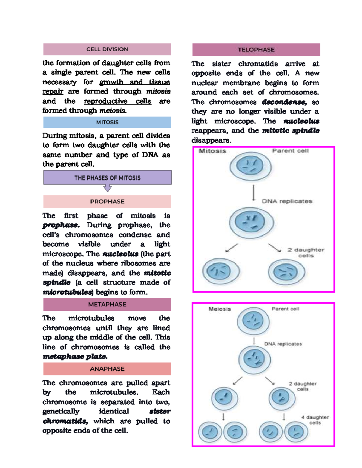 CELL 101: Mitosis and the Formation of Daughter Cells Explained - Studocu