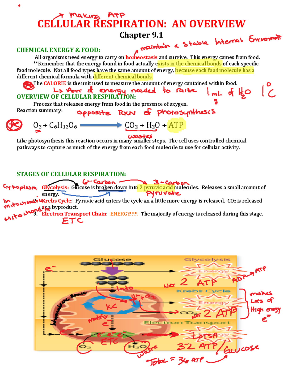 Cellular Respiration Overview: Key Processes and Comparisons (BIO101 ...