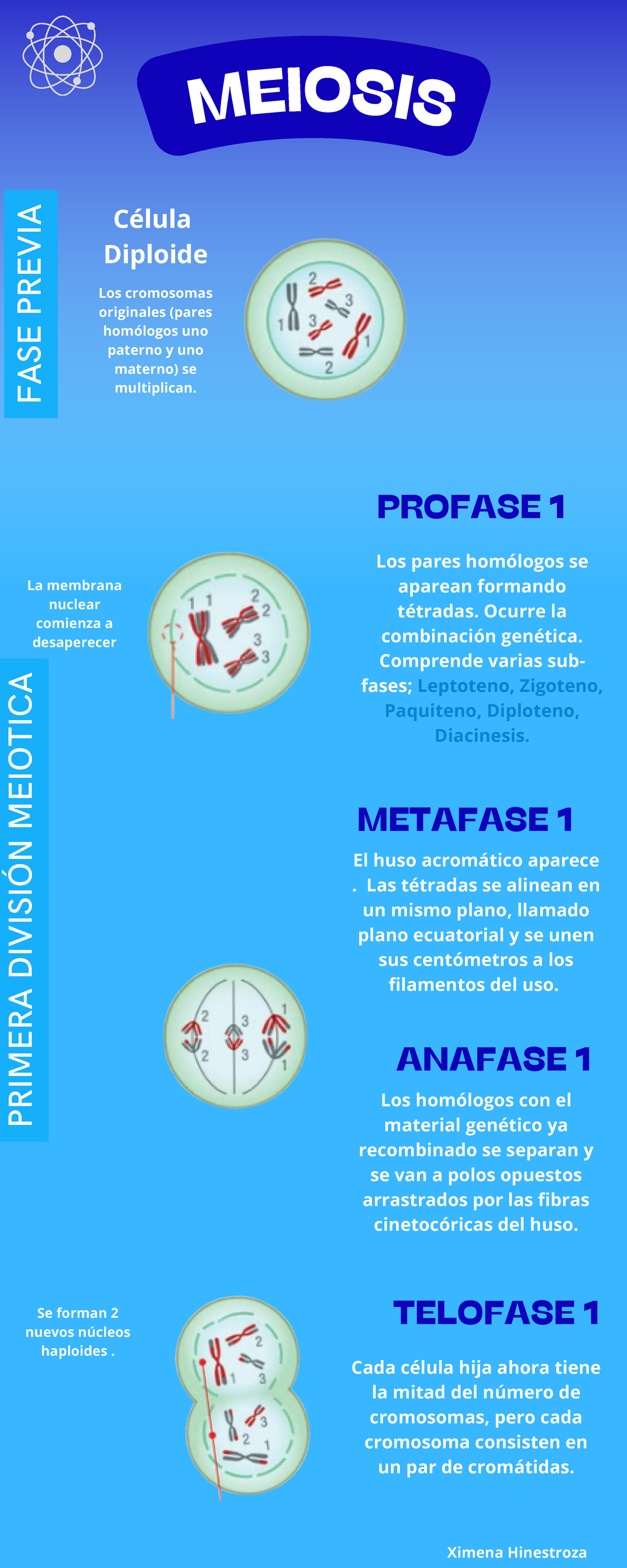 Infografía - Meiosis - M EIOSIS Célula Diploide Los cromosomas ...