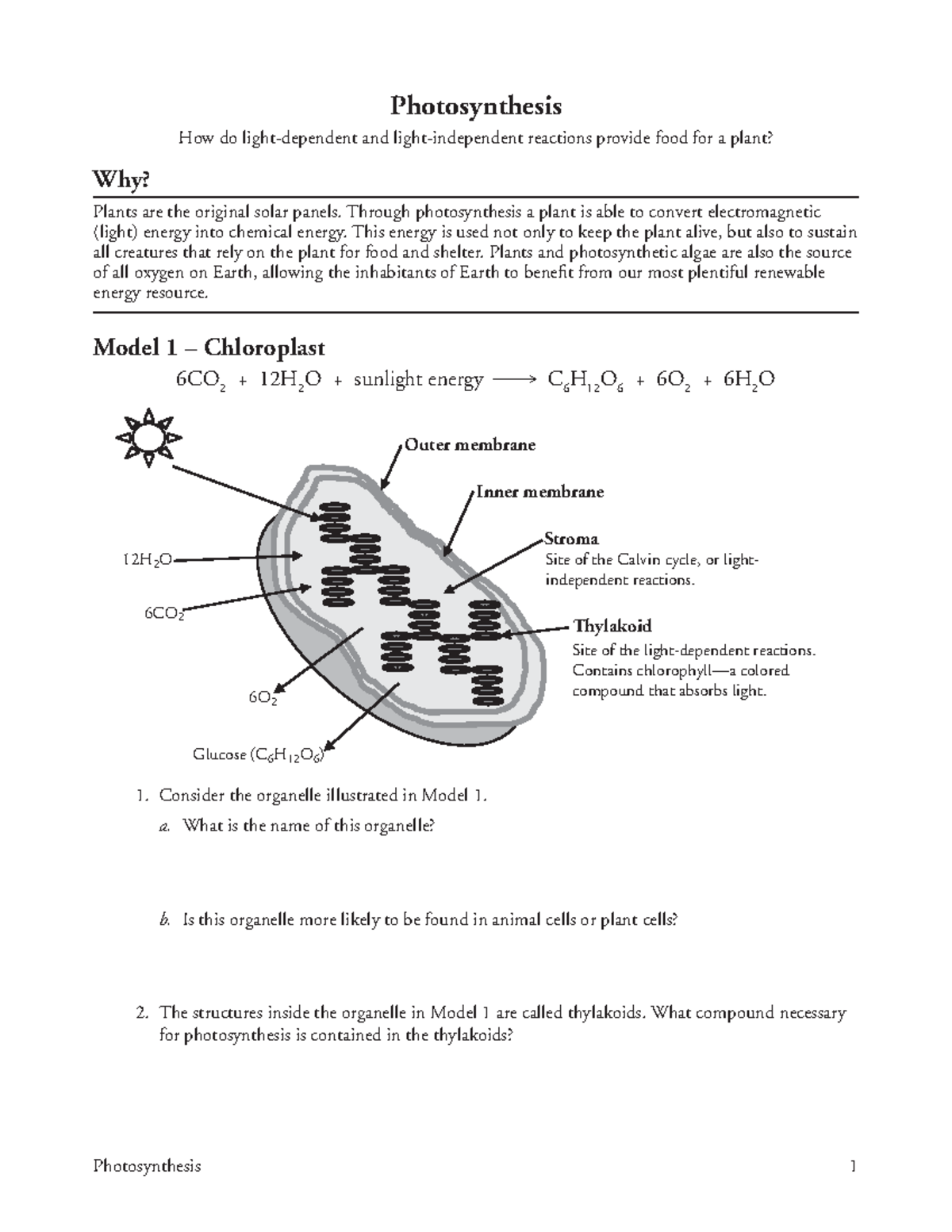 Photosynthesis POGIL Worksheet – Essential Study Guide for Bio 101 ...