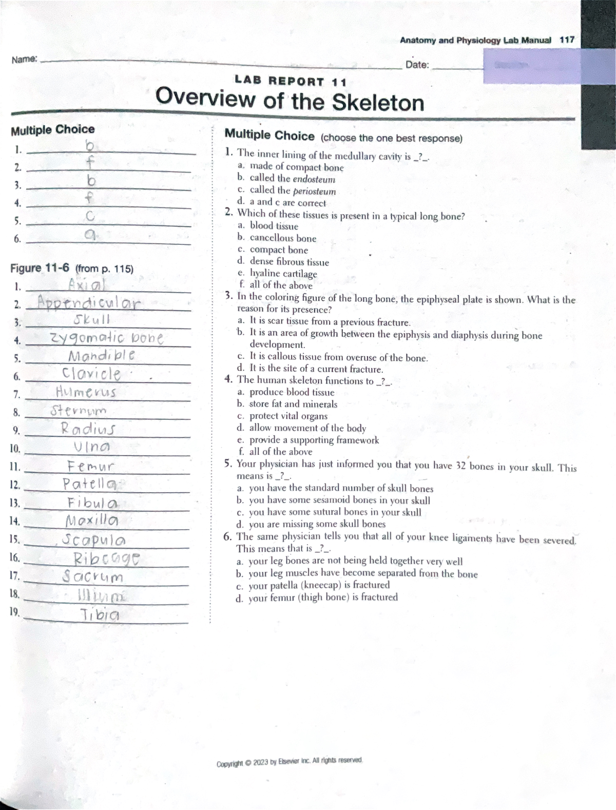 LAB Report 11 - ANAPHY - Anatomy and Physiology Lab Manual 117 Name ...