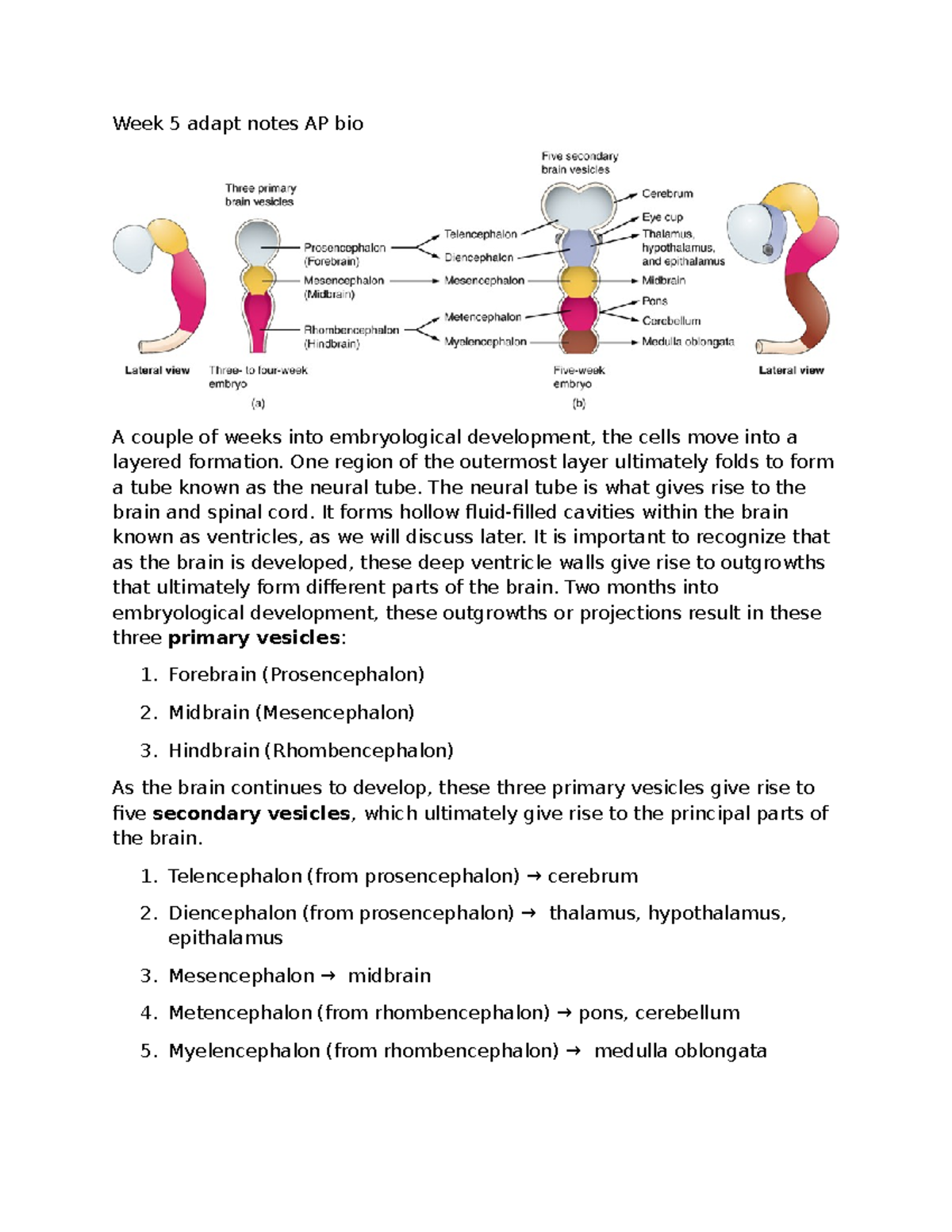 AP BIO Week 5 Lecture Notes on Embryological Brain Development - Studocu