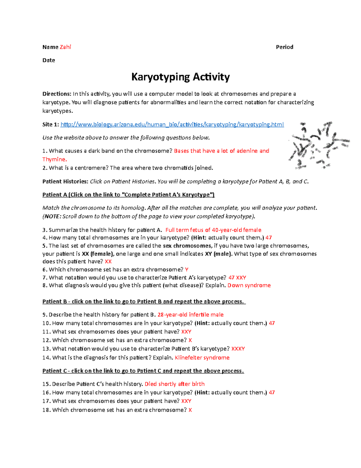 Karyotyping Activity (MB-1) Comprehensive Answer Key and Analysis - Studocu