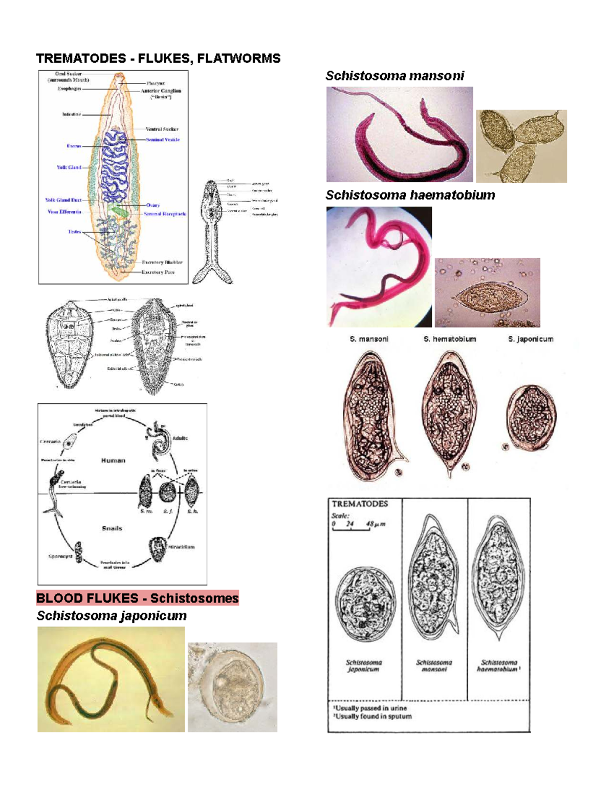 Trematodes images reviewer - Medical Laboratory Science - TREMATODES ...