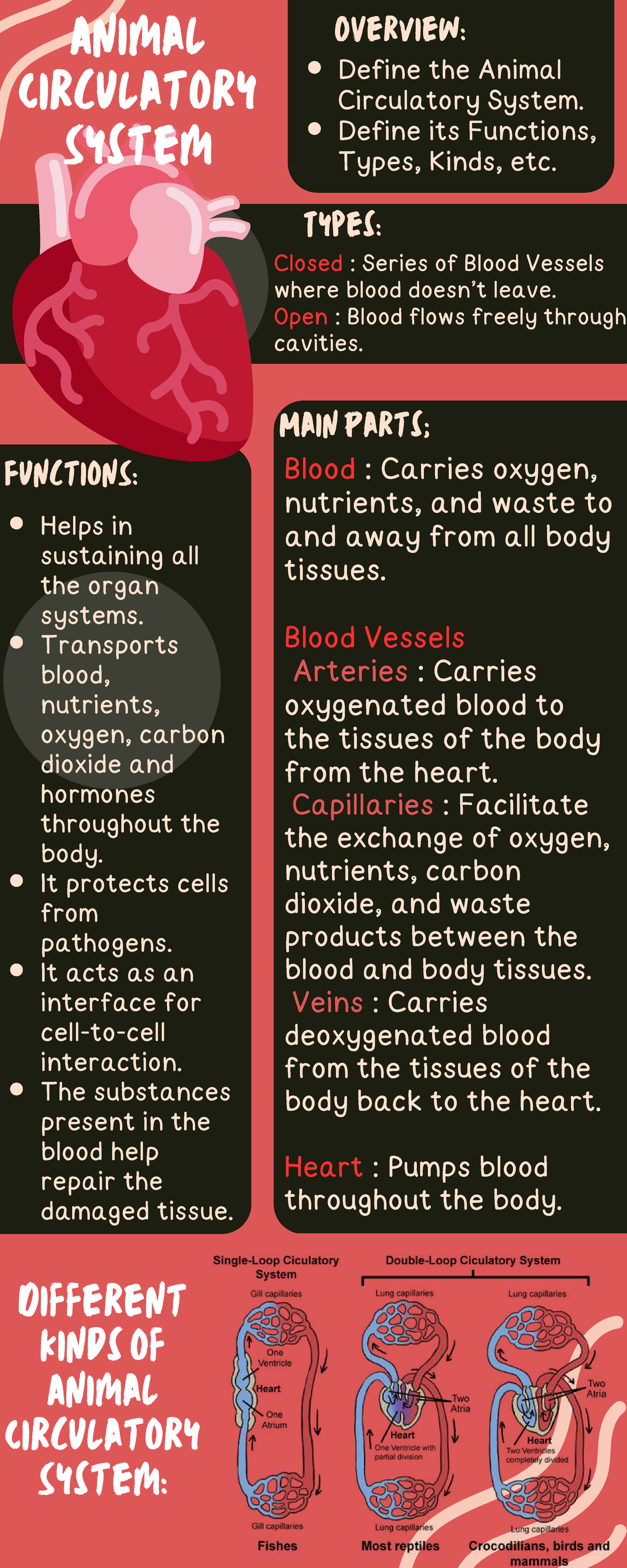 Animal Circulatory System Overview: Functions, Types, and Components ...