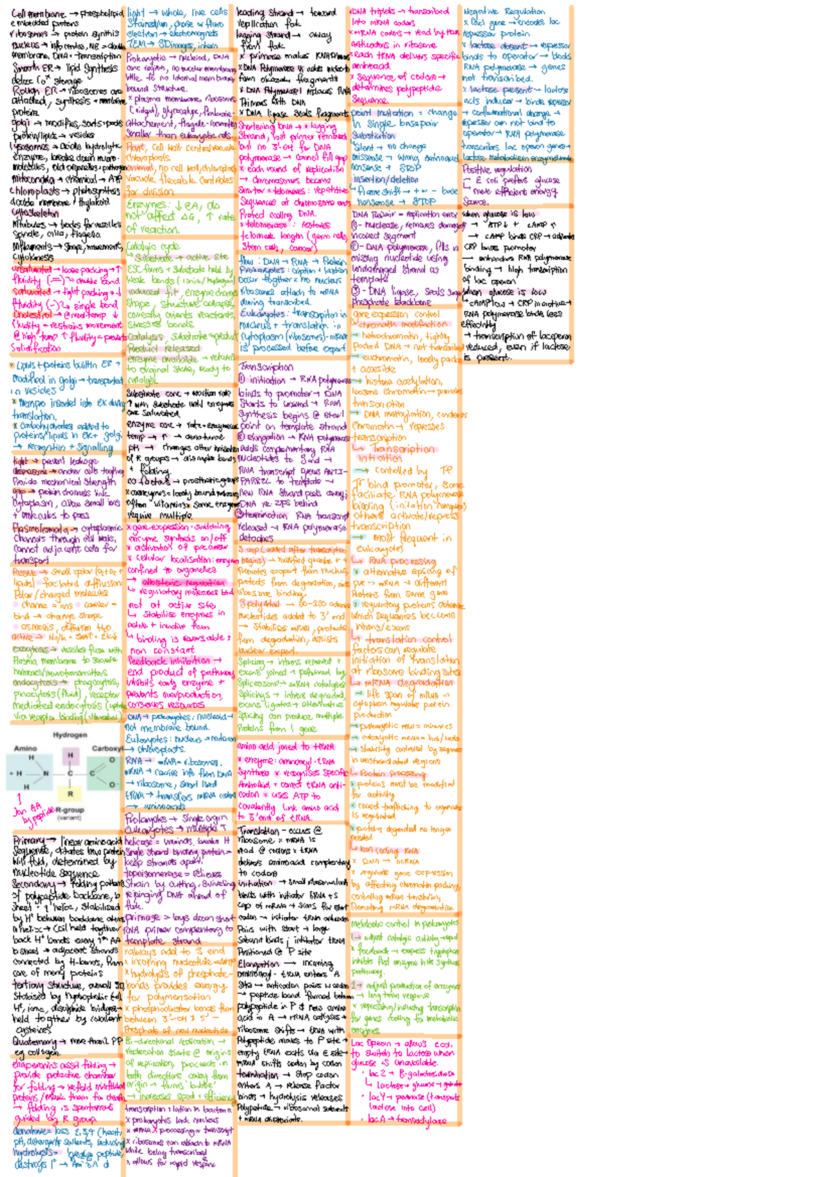 Physics 160: Cheat Sheet on Lac Operon Regulation Mechanisms - Studocu