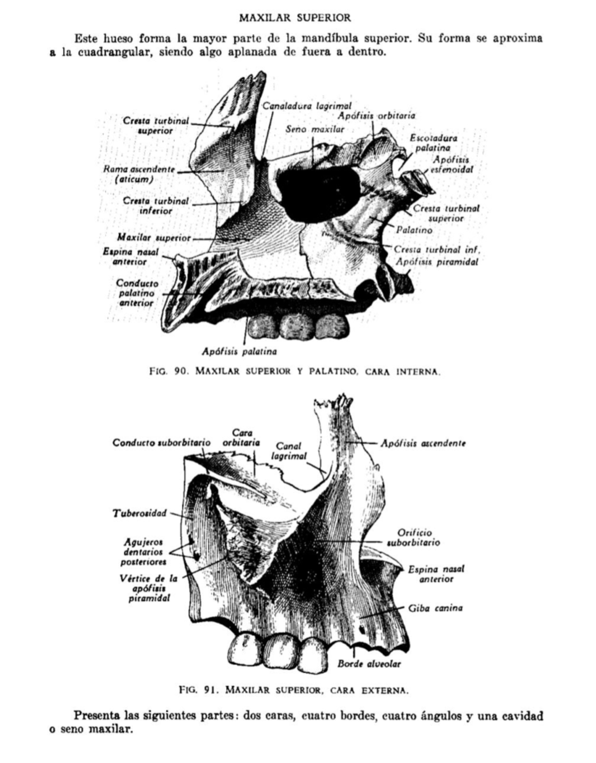 Maxilar Superior: Anatomía y Relaciones Dentarias (Curso: ANAT 101 ...
