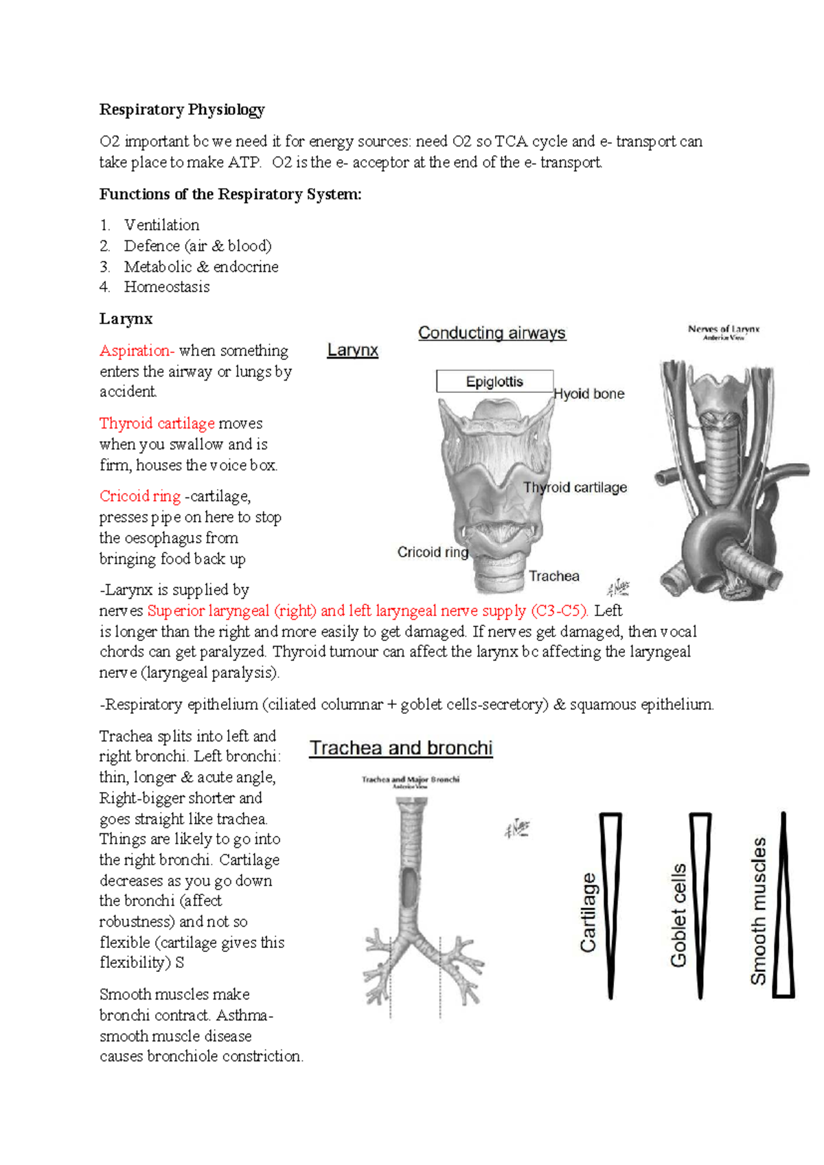 Respiratory Physiology: Key Concepts and Functions for Exam (BIO 101 ...