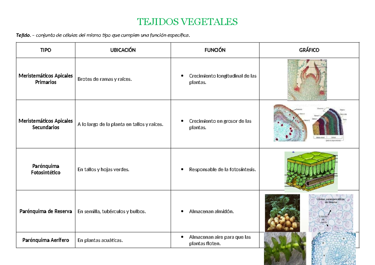 Cuadro comparativo de tejidos Vegetales - TEJIDOS VEGETALES Tejido. – conjunto de células del ...