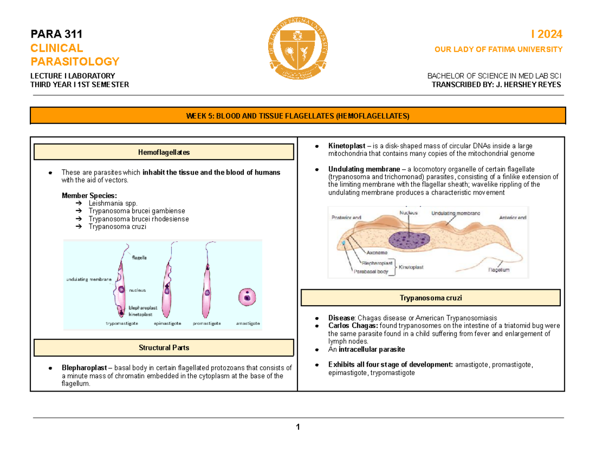 Lesson 4 Blood and Tissue Flagellates - PARA 311 I 2024 CLINICAL OUR ...