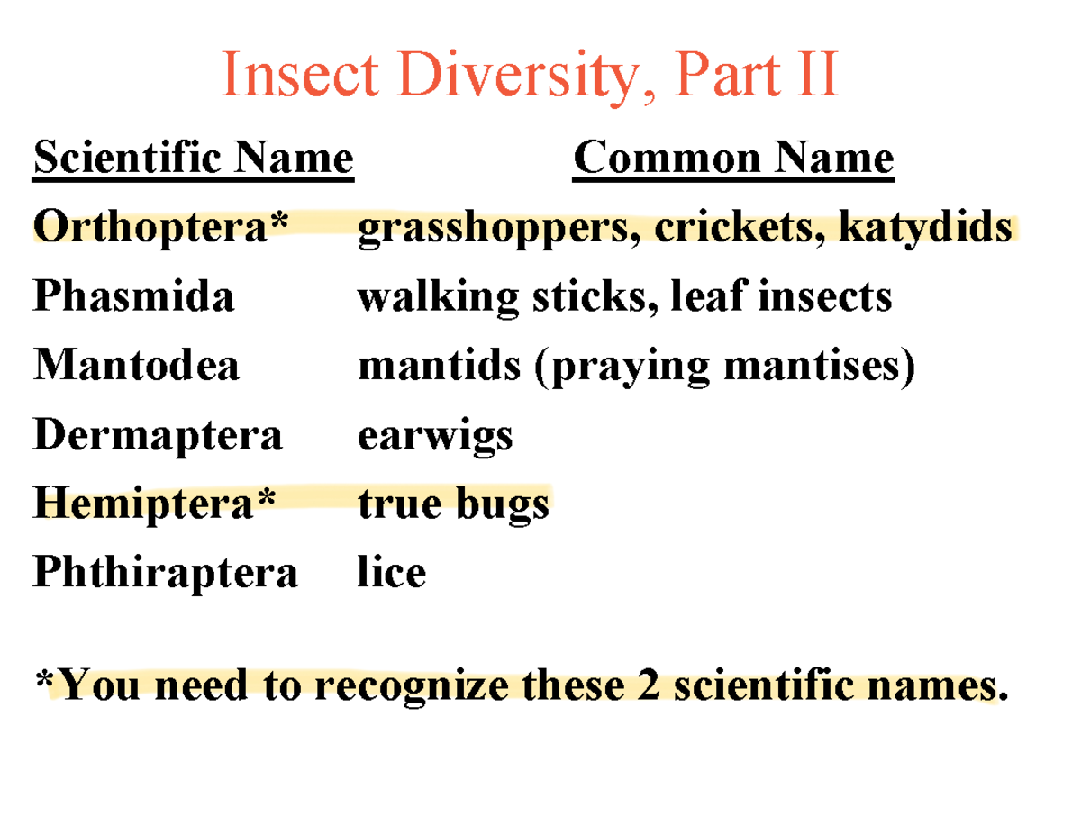 Insect Diversity Study Guide: Orders & Metamorphosis Overview - Studocu