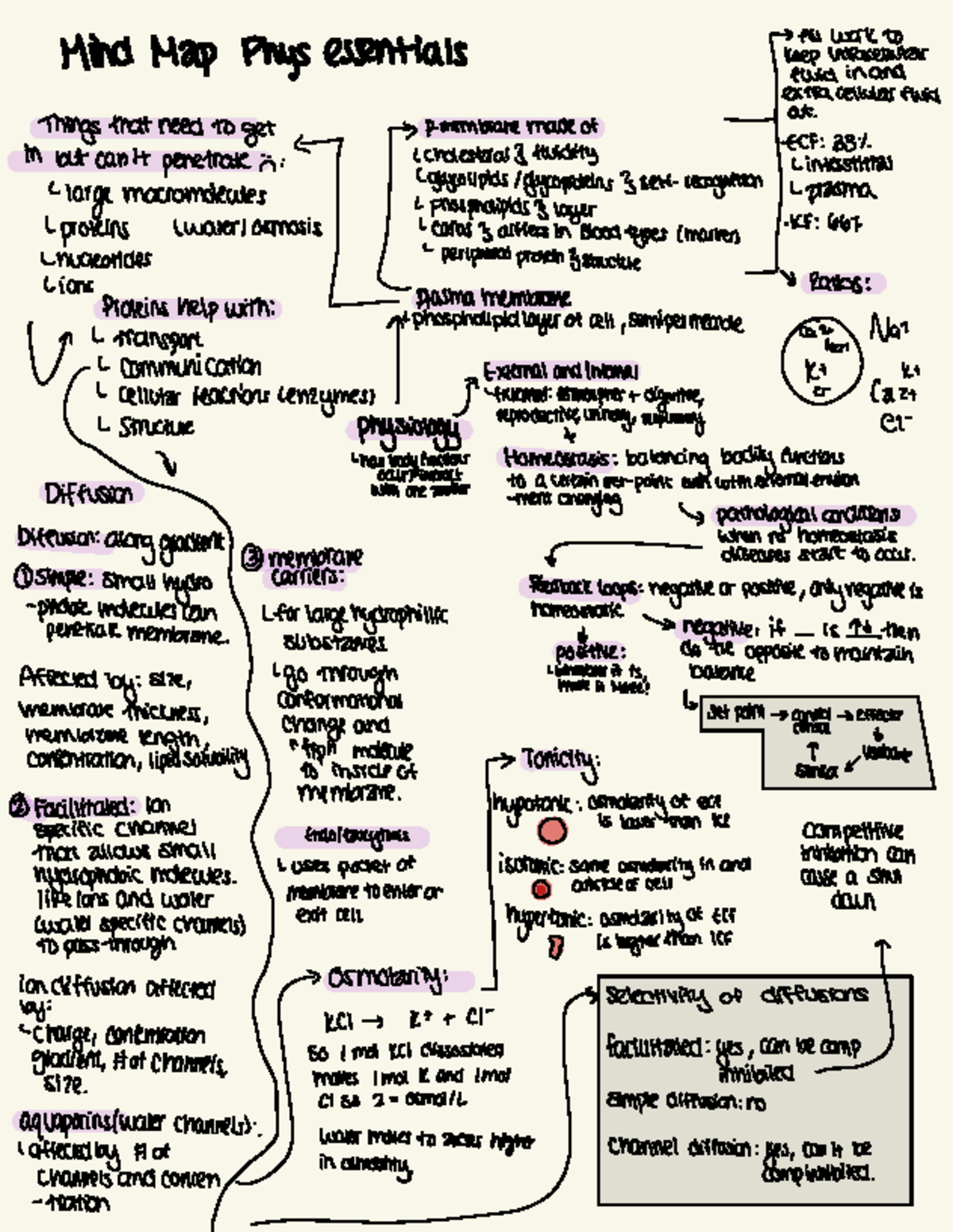 Mind Map: Physiology Essentials - Membrane Transport & Homeostasis ...