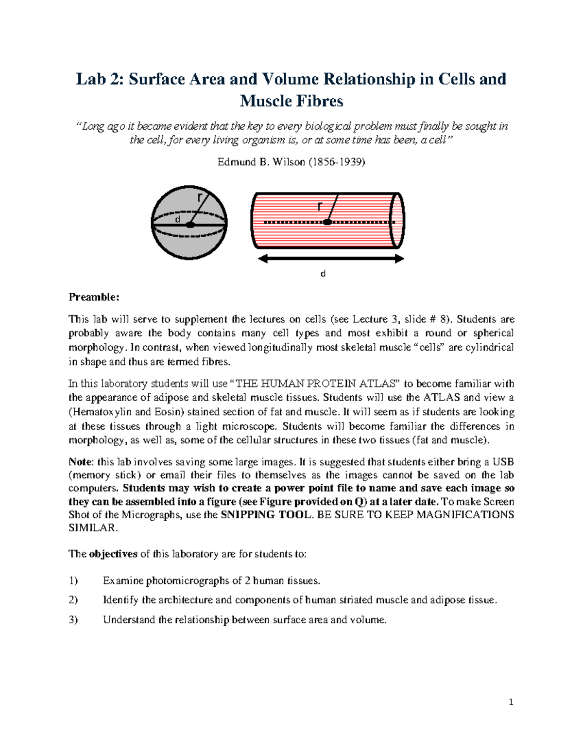 LAB 2: Exploring Surface Area & Volume in Cells & Muscle Fibres - Studocu