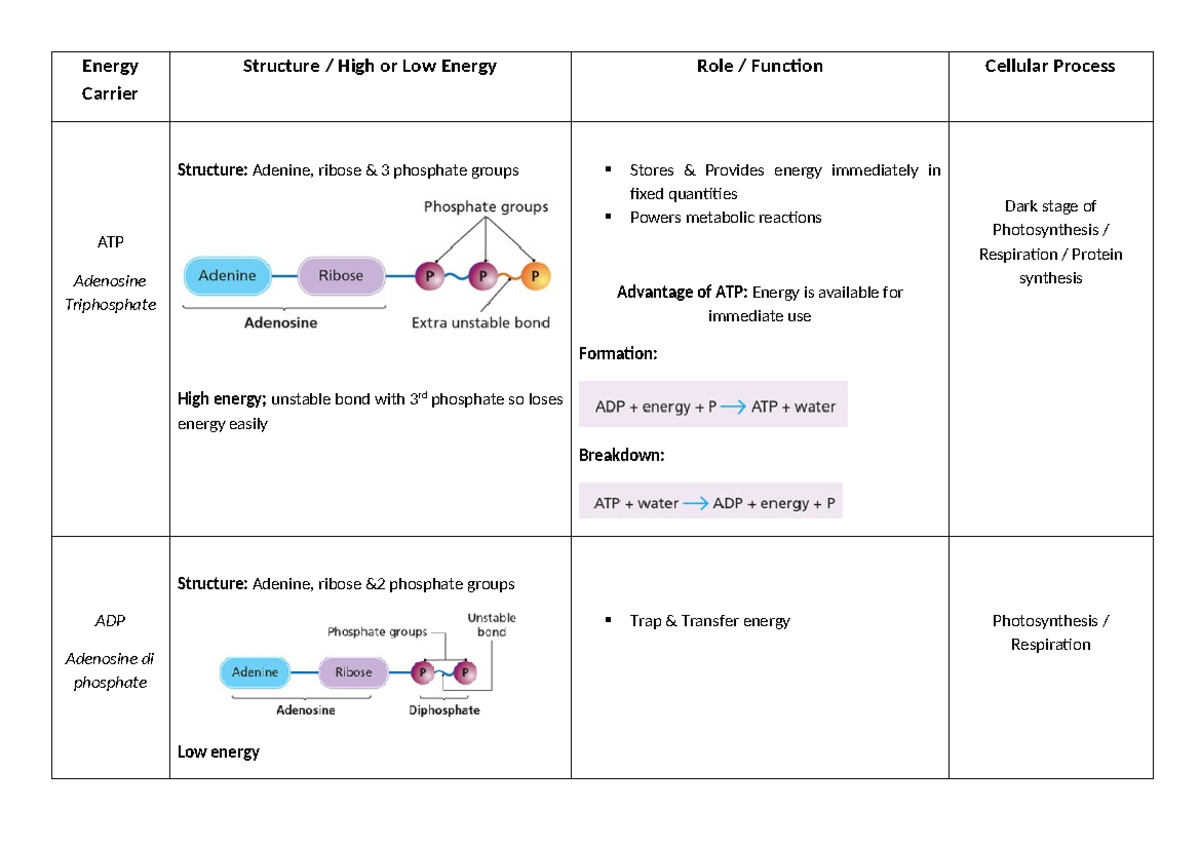 Energy Carriers Notes for Biology 101: ATP and NAD+ Functions - Studocu