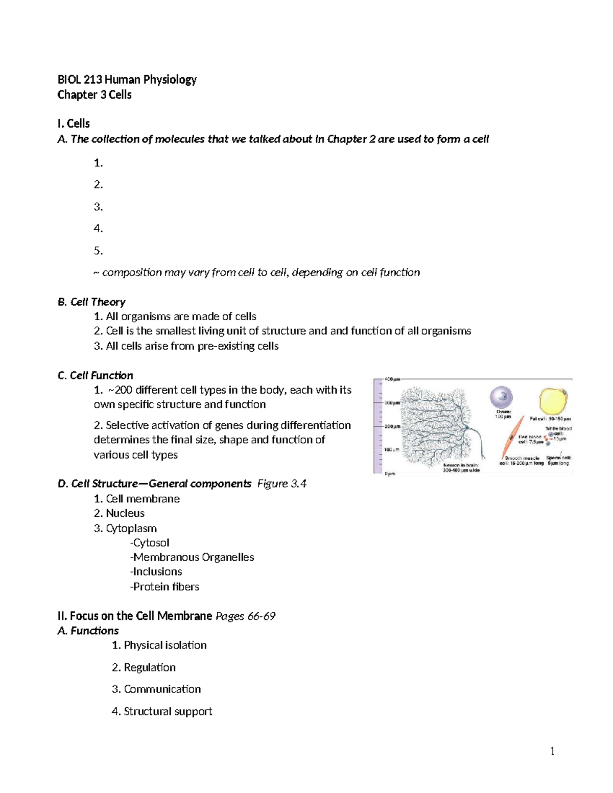 BIOL 213 Human Physiology Chapter 3 Cells Outline for Exam Prep - Studocu