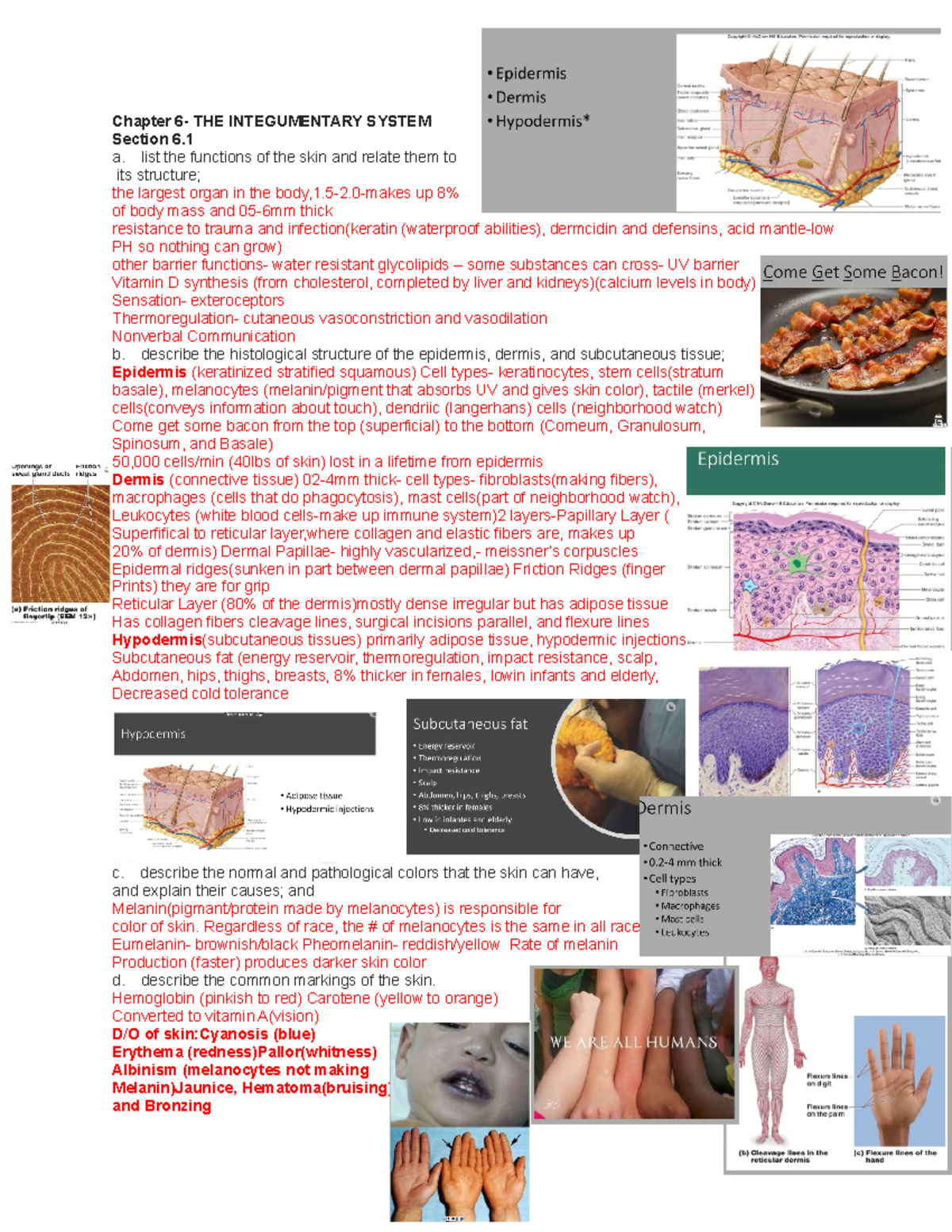 Chapter 6: The Integumentary System Overview and Functions - Studocu