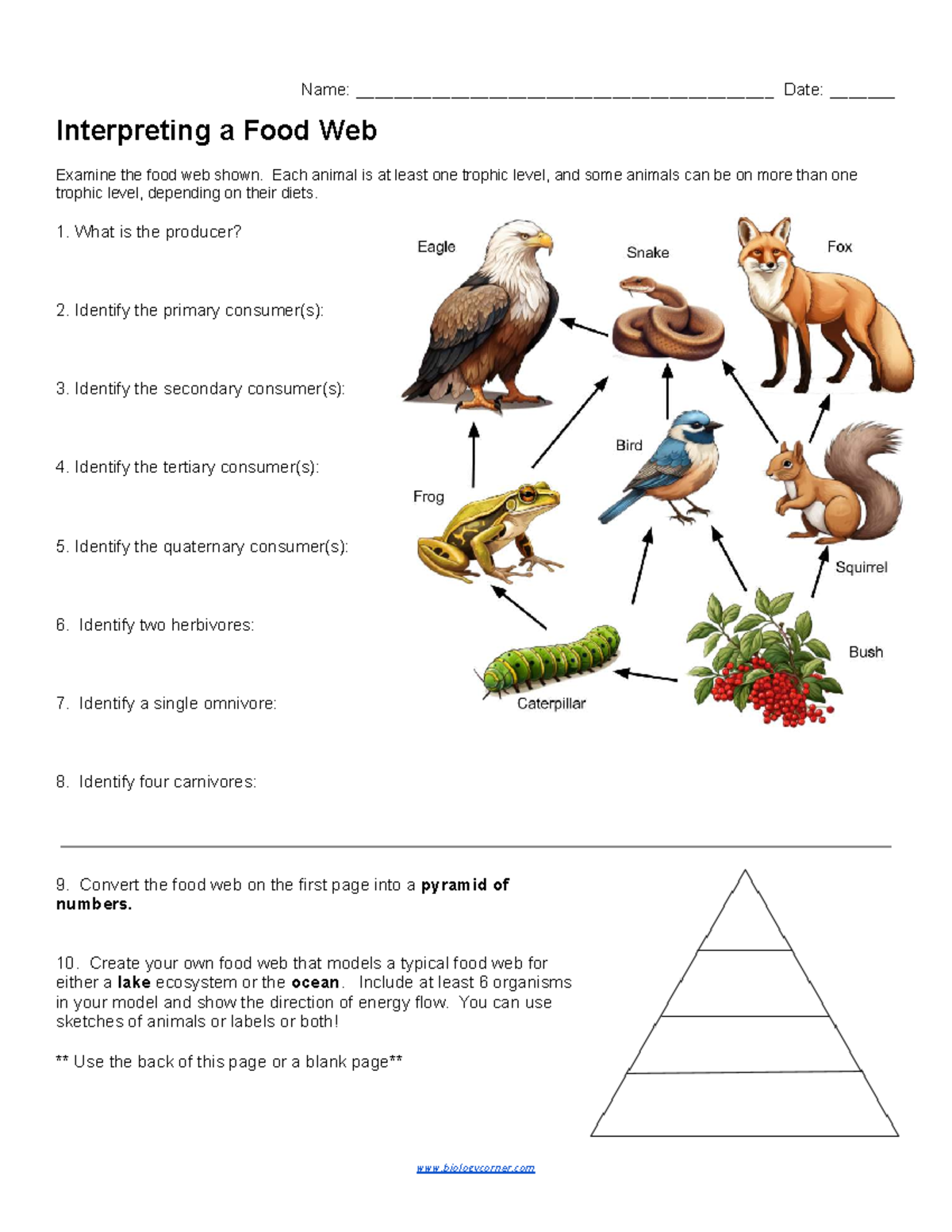 Interpreting a Food Web: Trophic Levels & Ecosystem Models - Studocu