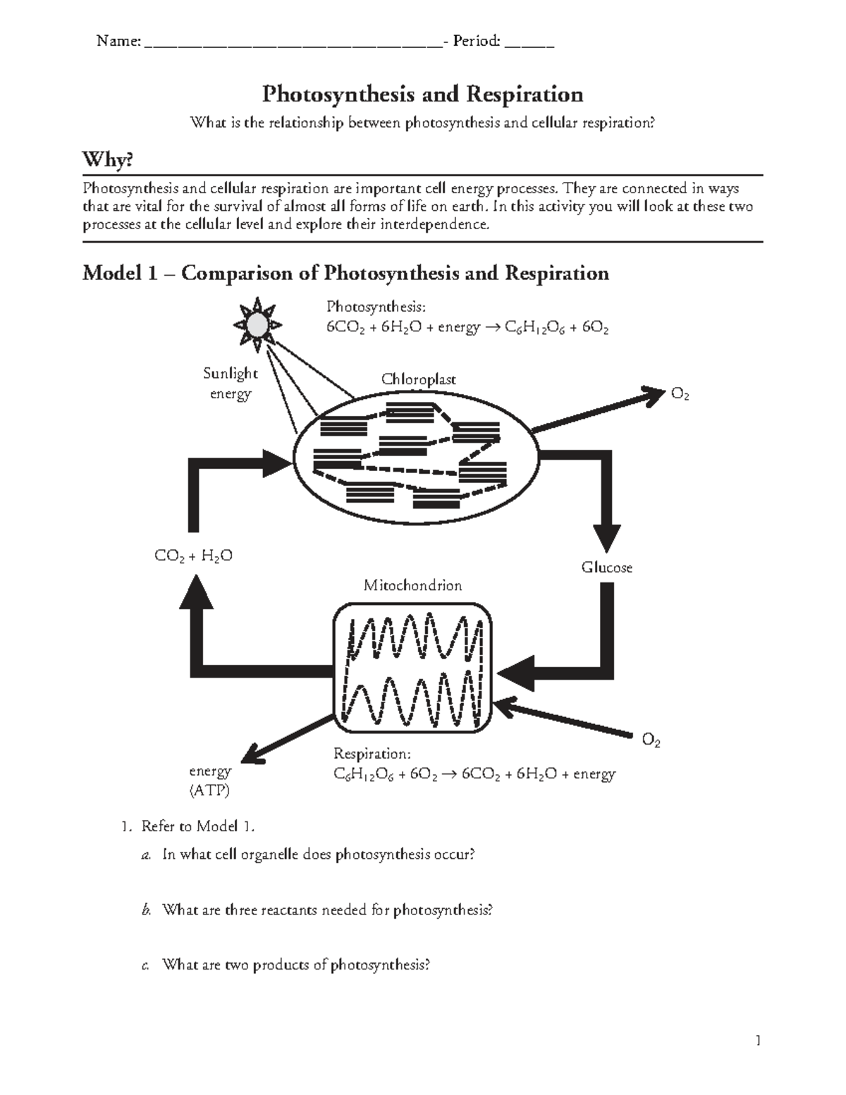 19d. Photosynthesis and Respiration Study Guide - Studocu