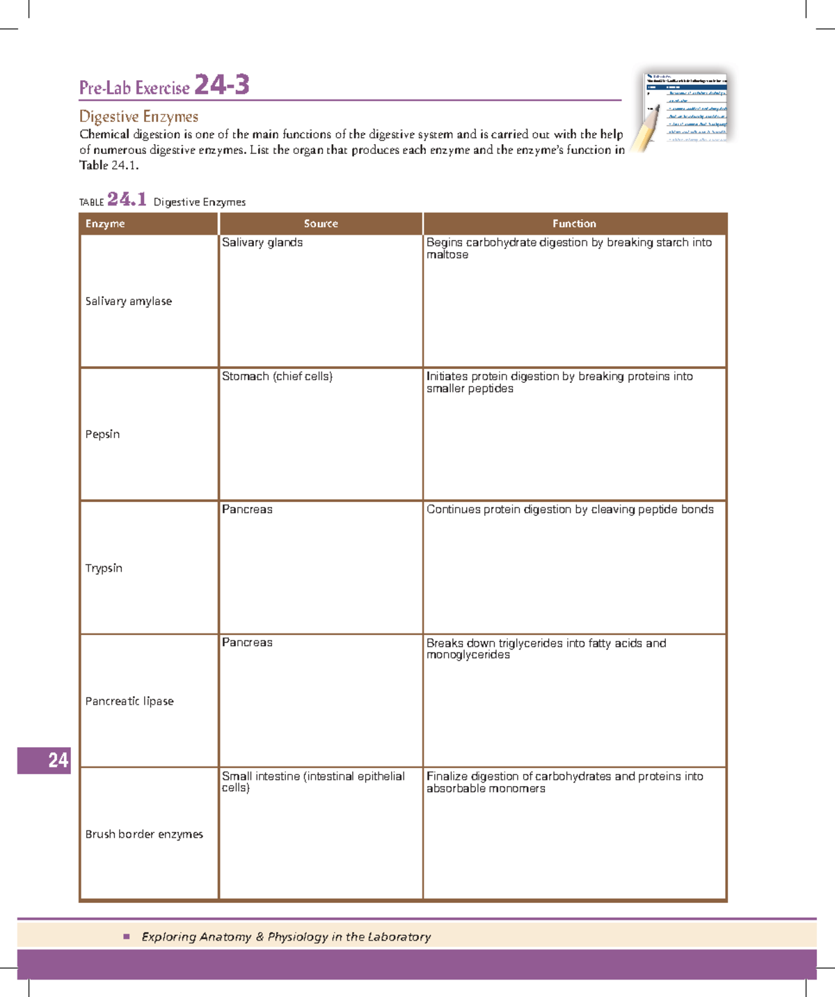 Unit 24 Pre-Lab Exercise 24-3: Digestive Enzymes Overview - Studocu