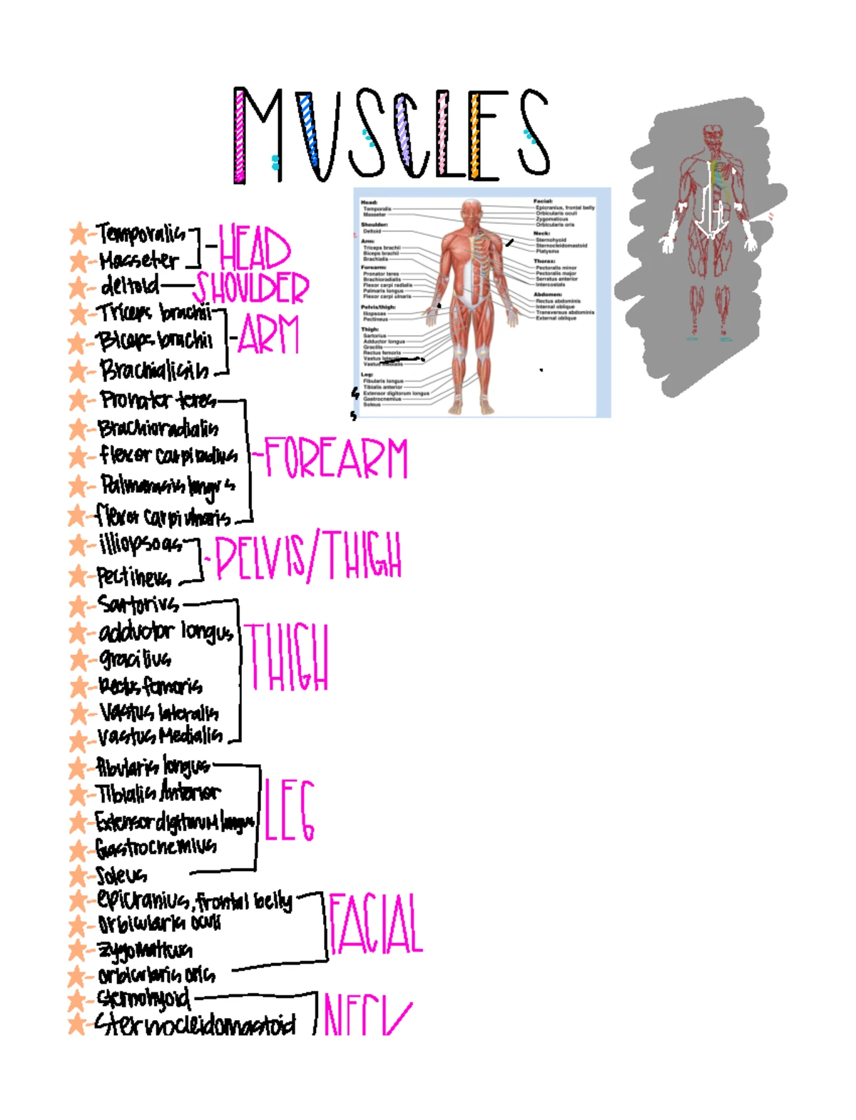 A&P 101: Practice Quiz 1 on Concepts & Organ Systems - Studocu