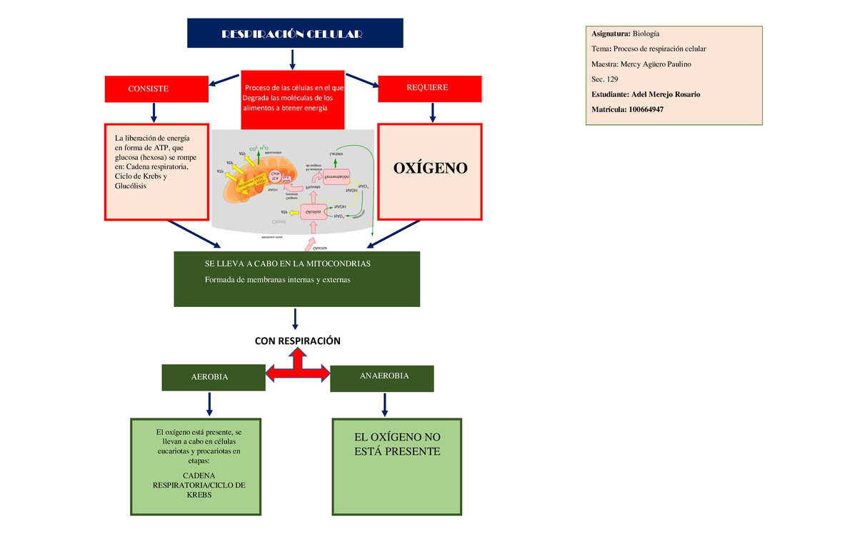 Etapas De La Respiración Celular Cellular Respiration