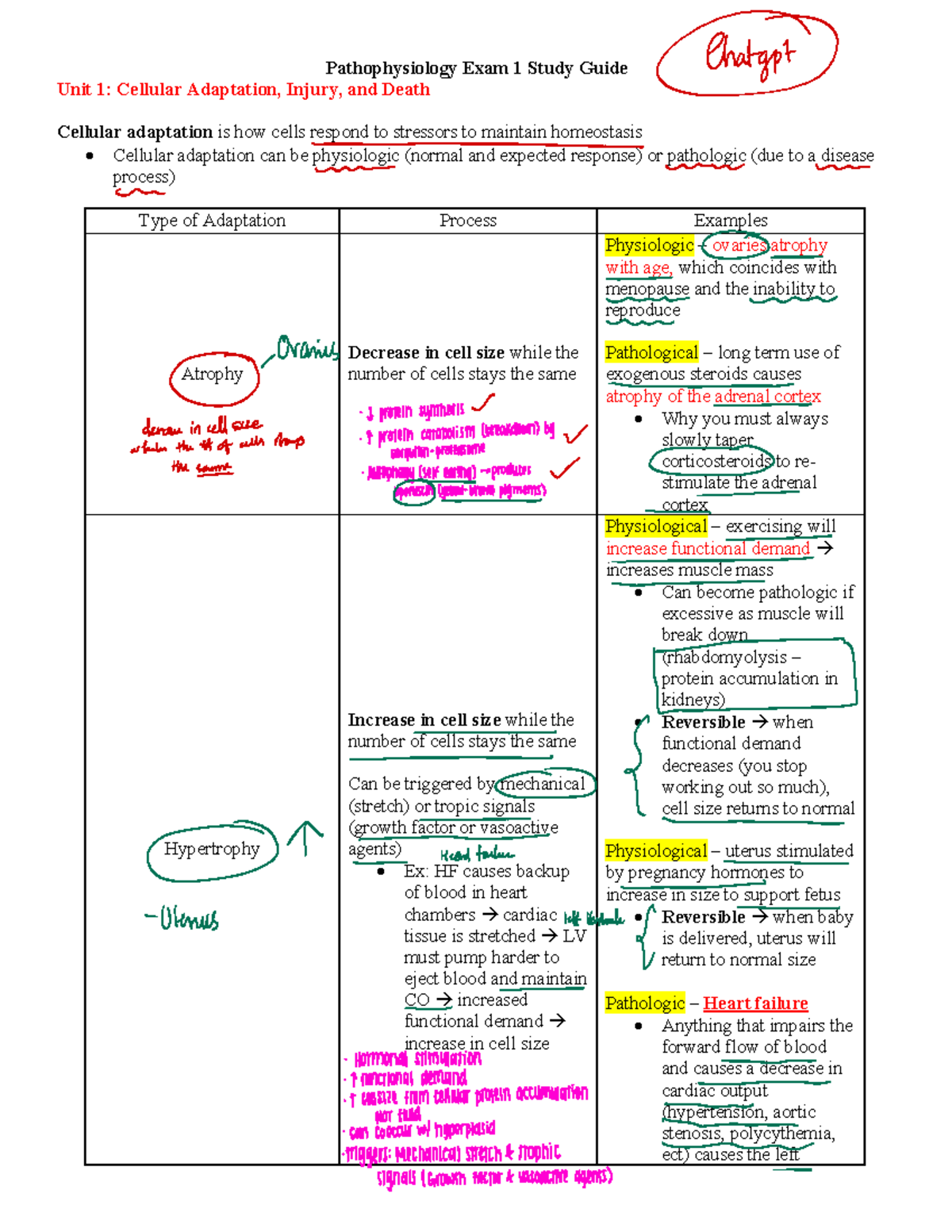 一 Ctgept Pathophysiology Exam 1 Study Guide: Cellular Adaptation ...