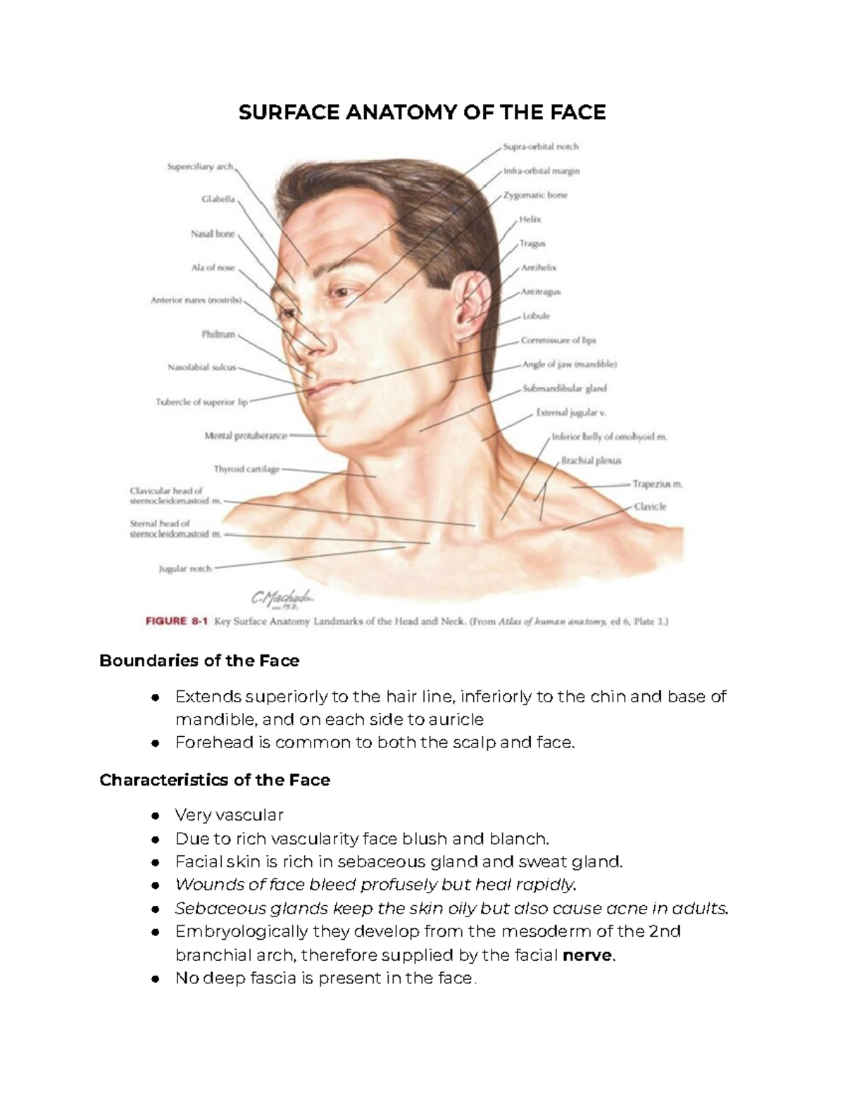 Surface Anatomy OF THE FACE - SURFACE ANATOMY OF THE FACE Boundaries of ...