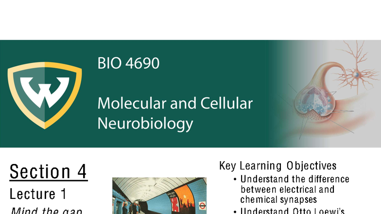 Lecture Notes on Chemical Synapses & NT Release Mechanisms (Section 4 ...