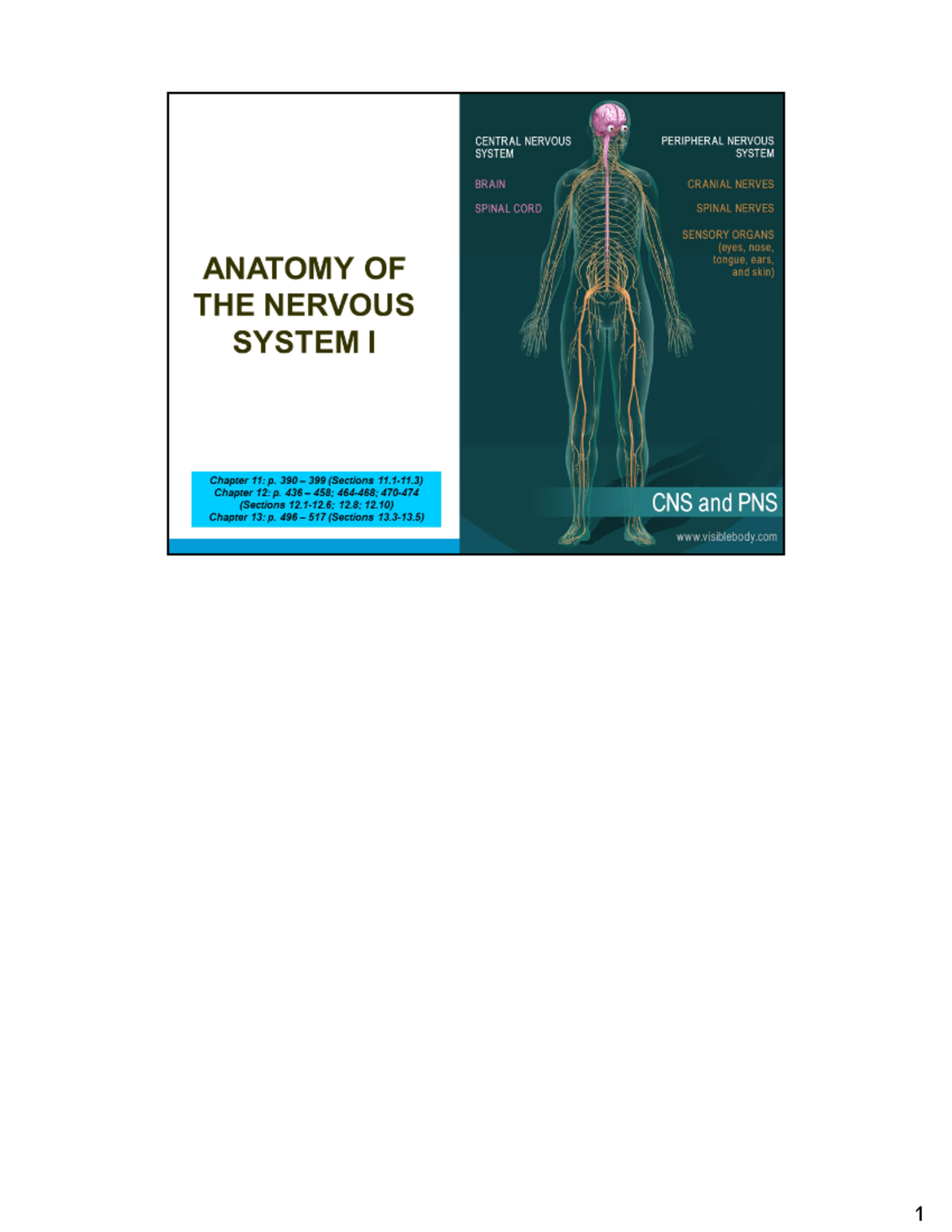 Anatomy of the Nervous System I: Key Functions and Divisions Notes ...