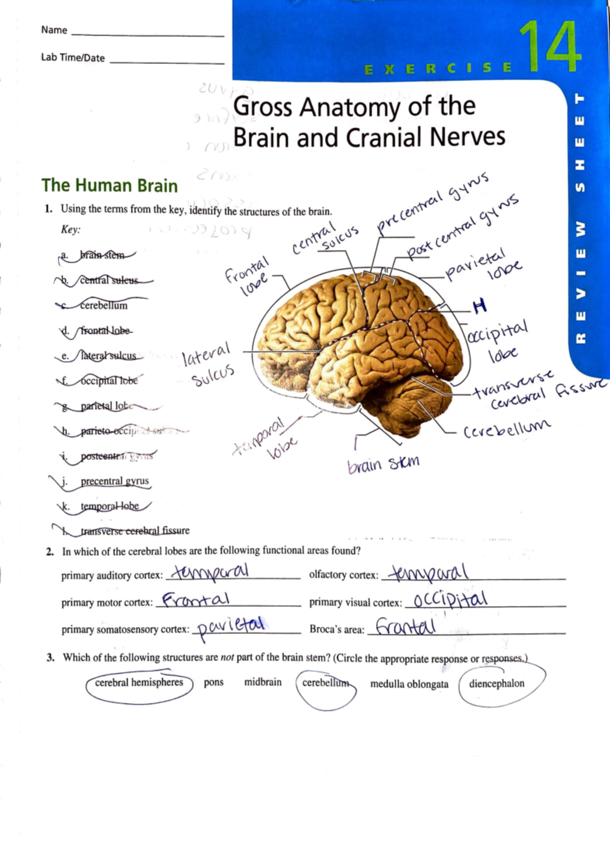 Lab Ex. 14 - Gross Anatomy of the Brain & Cranial Nerves Overview - Studocu