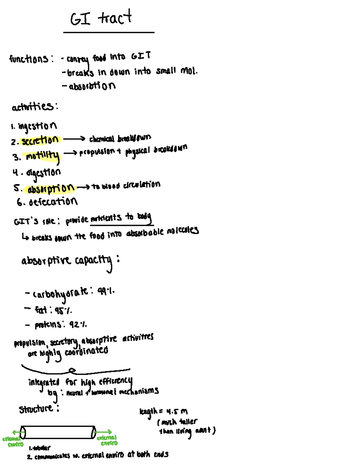 GIT 101: Comprehensive Notes on Digestion Processes and Functions - Studocu