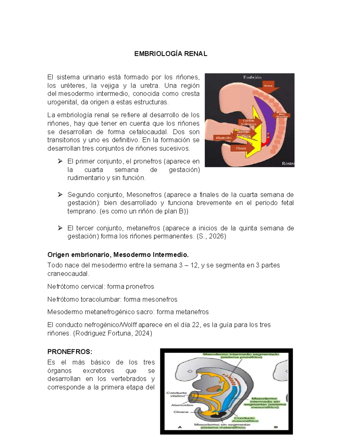EMB 101: Apuntes sobre Embriología Renal y Desarrollo del Sistema ...