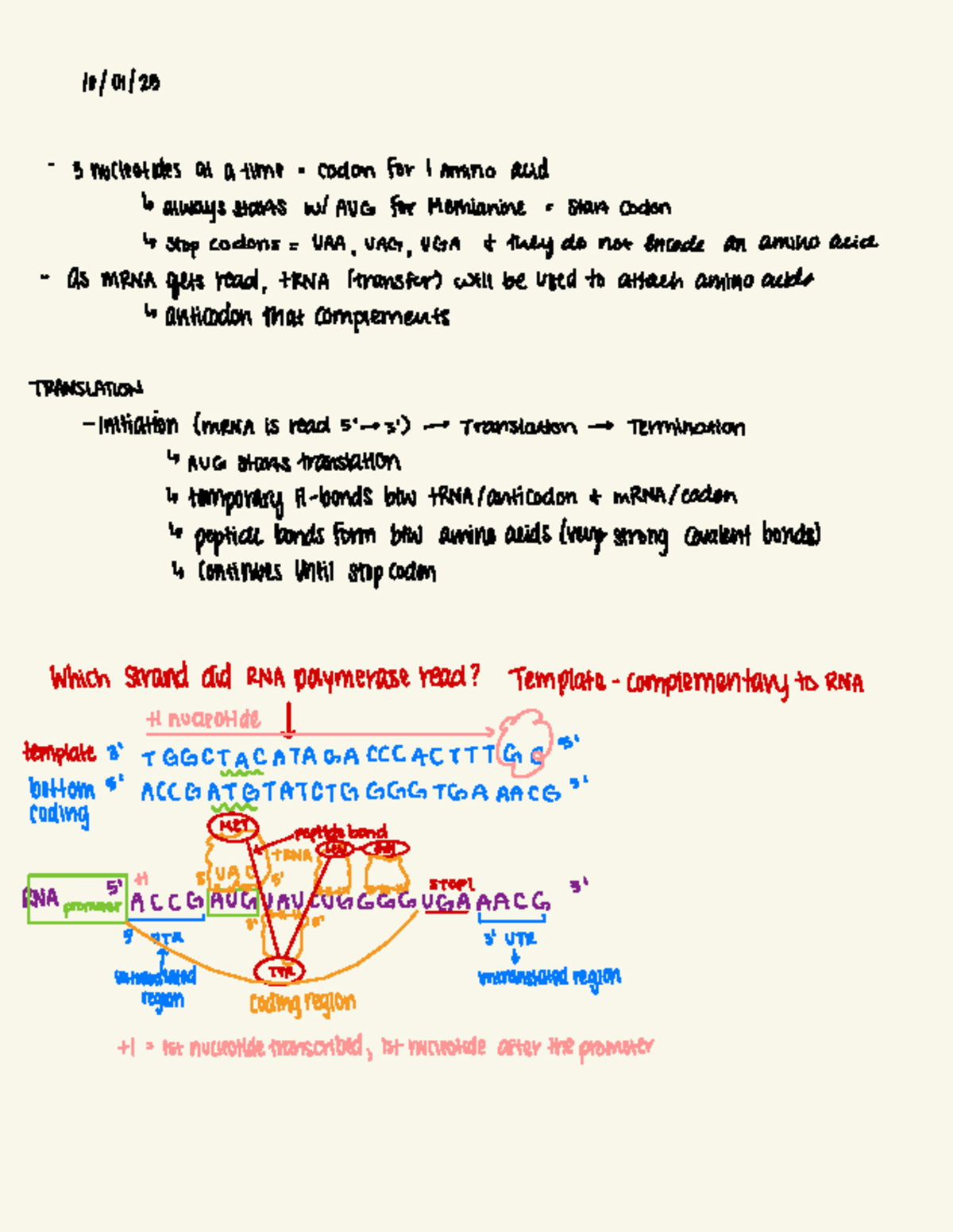 Understanding mRNA Codons and Translation Process in Genetics - Studocu