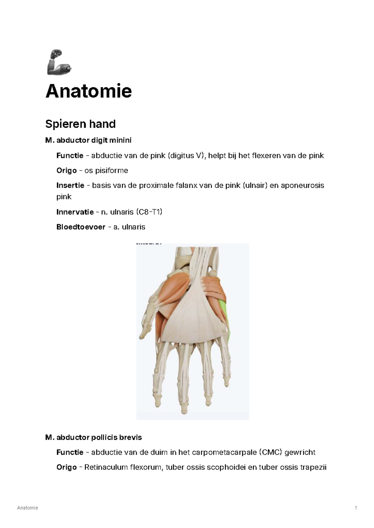 Anatomie spieren bewegen: functies, oorsprong en innervatie - Studeersnel