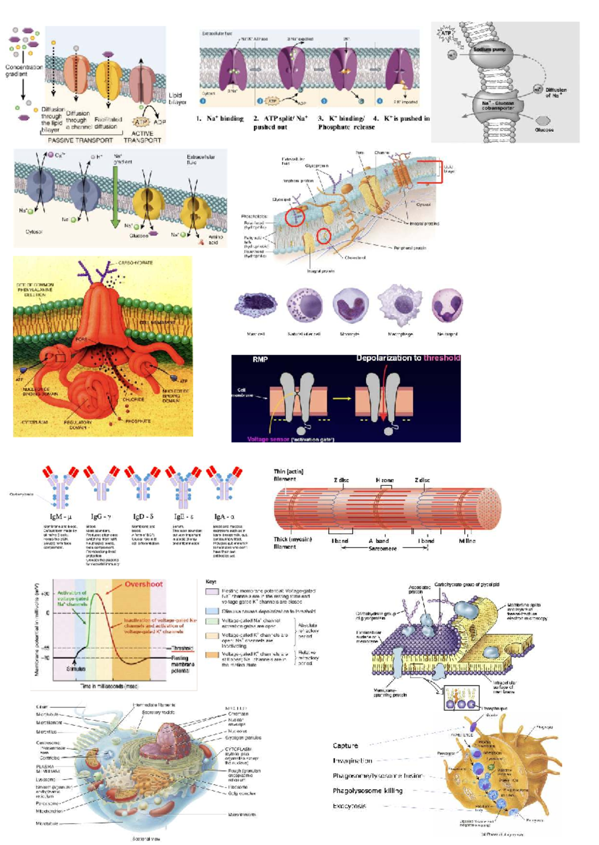 Biosci Cheatsheet: Membrane Transport Mechanisms and Cell Biology - Studocu