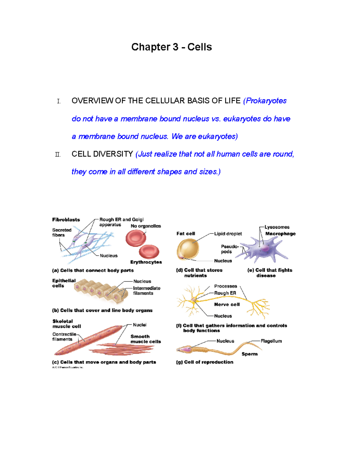 BIO136 - Anatomy & Physiology - Lecture Notes - Chapter 3 - Cells I ...