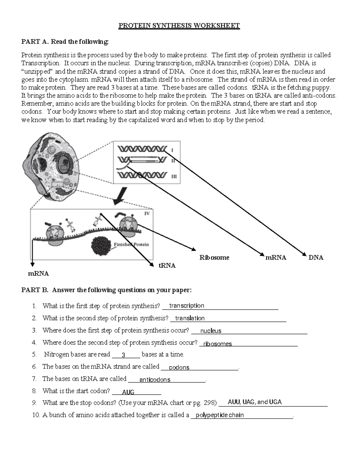 Protein Synthesis Worksheet: Understanding Transcription & Translation ...