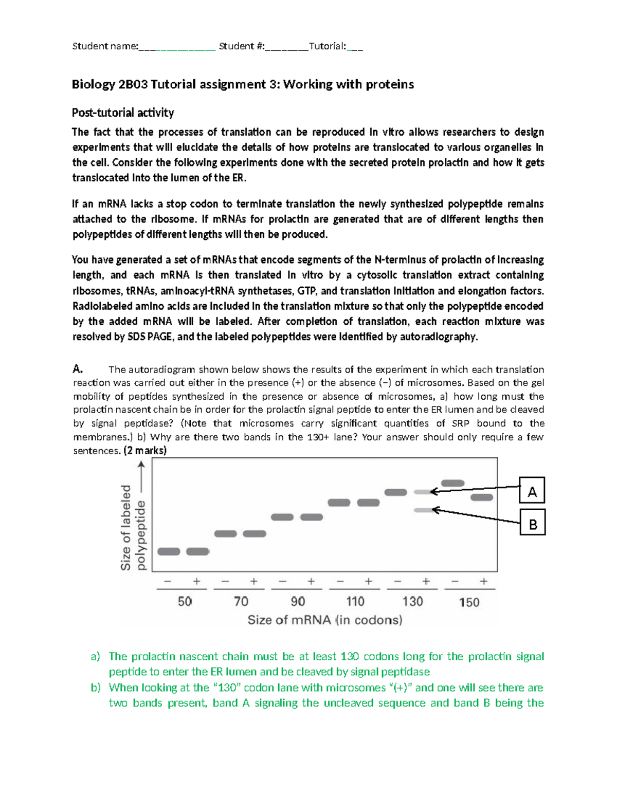 Bio2B03 assignment 3 Answers - Student name:______________ Student #:_____Tutorial: Biology 2B03 ...