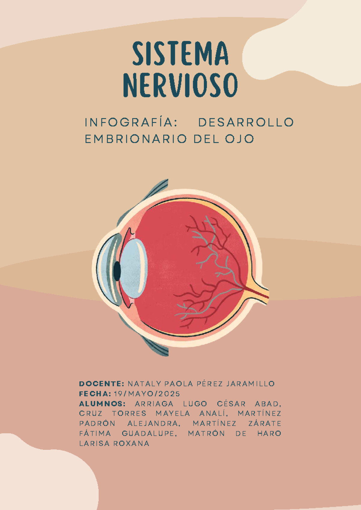 Infografía sobre Embriología del Ojo: Desarrollo y Malformaciones - Studocu