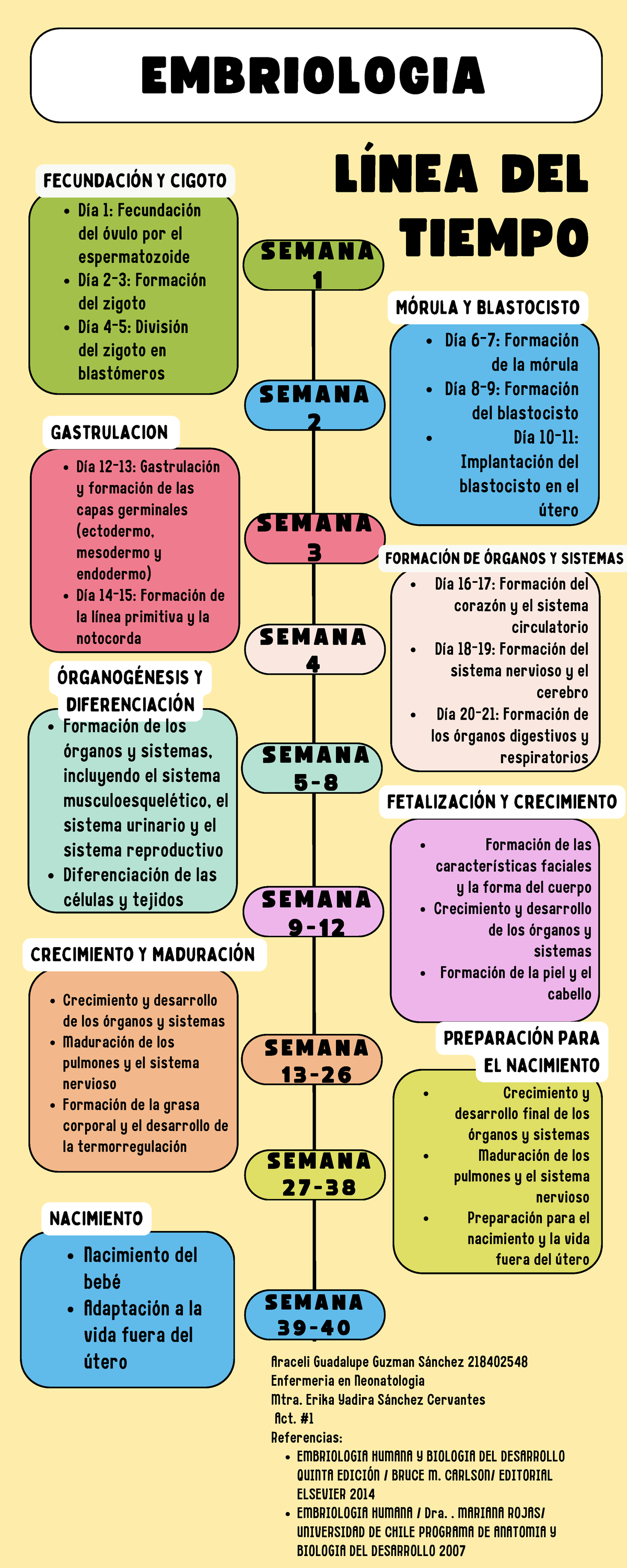Act.1 Línea del Tiempo de Embriología AGGS: Desarrollo Fetal - Studocu