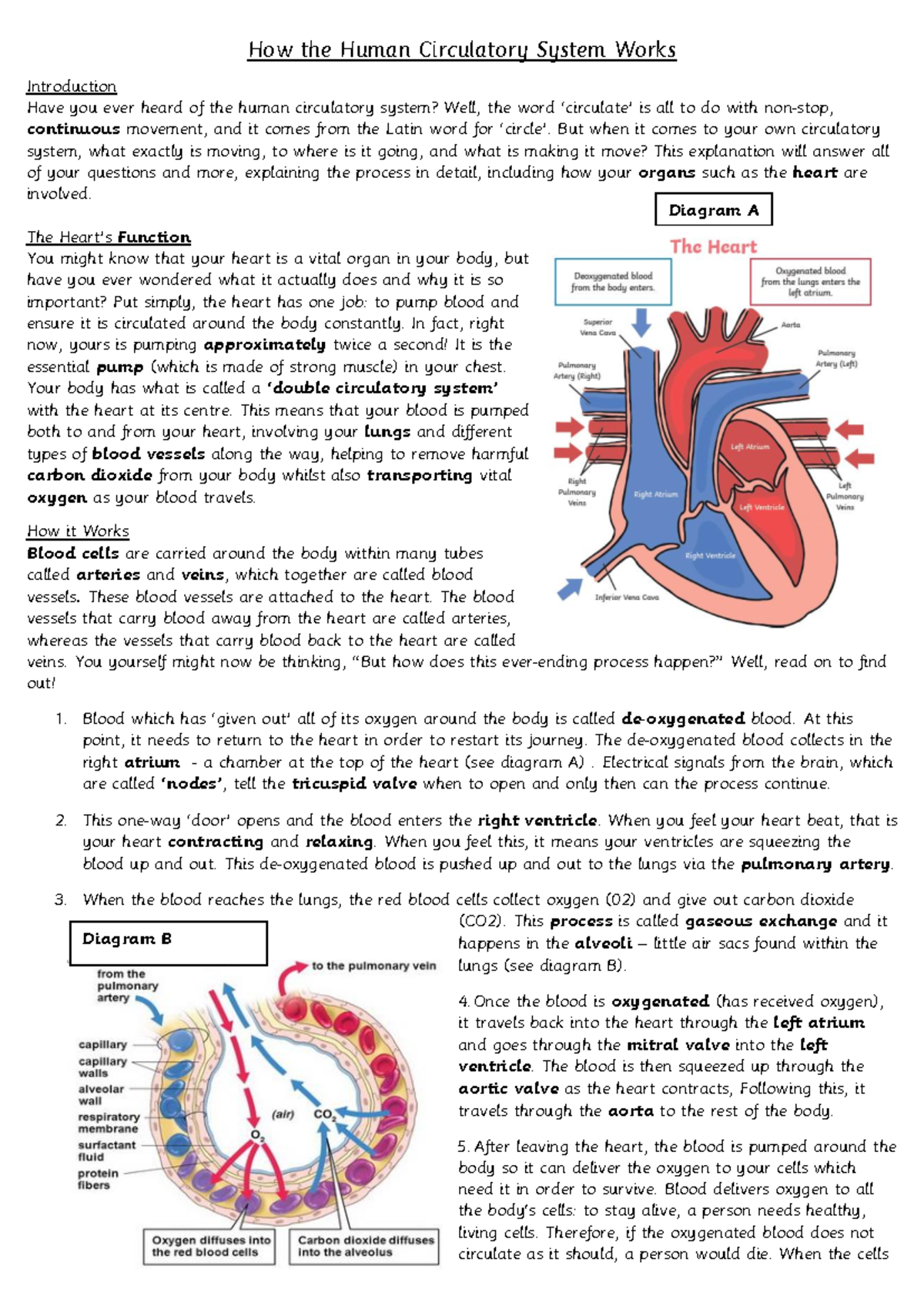 How the Human Circulatory System Works: Detailed Explanation CK - Studocu