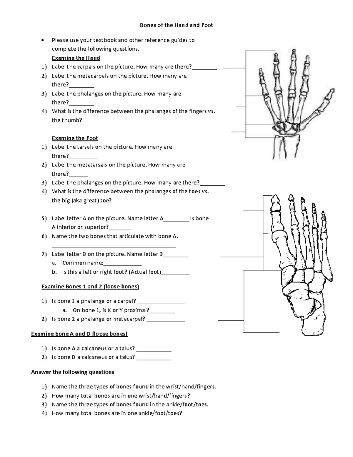 Hand+and+Foot+Answer+Document - Bones of the Hand and Foot Please use ...