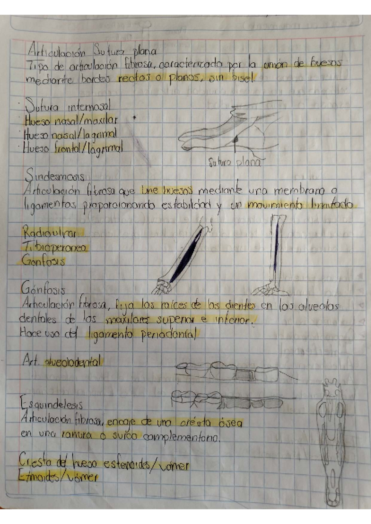 Apunte 2 - Anatomía Descriptiva - A ... il o g SRS B L Gl S Hve:)Q m e ...