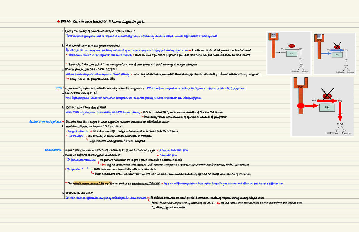 L6 2022+04+Oncology+-+Chapter+6+Inhabition+and+tumor+suppressor+genes ...