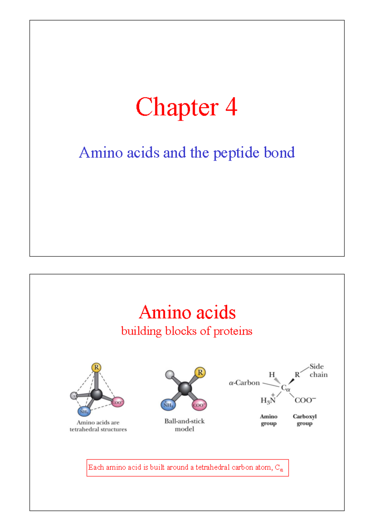 BTN223 Chapter 4: Amino Acids and Peptide Bonds Overview - Studocu