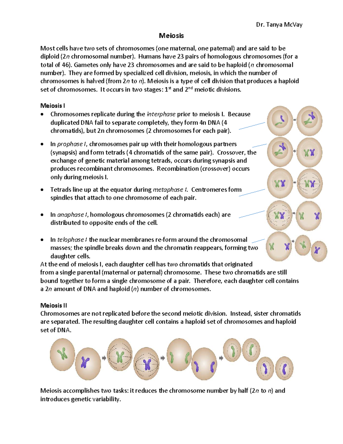 Final Exam Notes on Meiosis - BIOL 101 Study Guide - Studocu