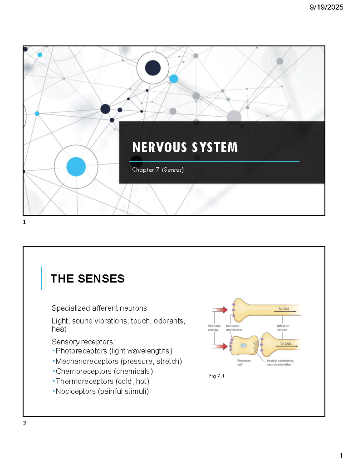 Nervous System (BIO101) Chapter 7: The Senses and Sensation Processes ...